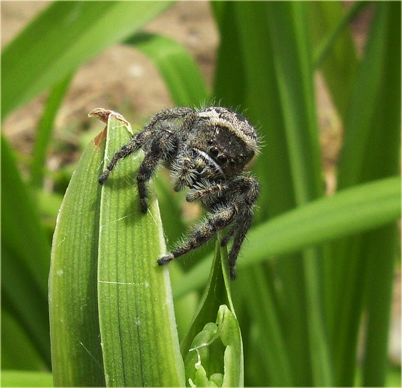 Arachnerds: Spiders of New Hampshire