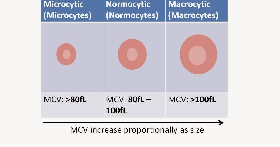 Haematology in a NutShell: Red Cell Indices