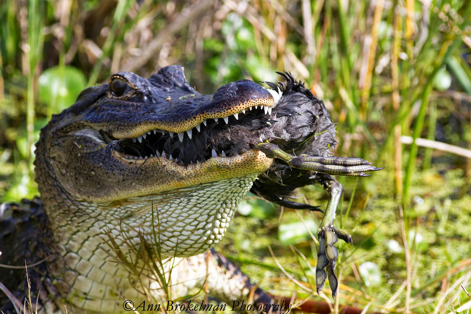 Ann Brokelman Photography: Alligator eating a coot - Florida 2015