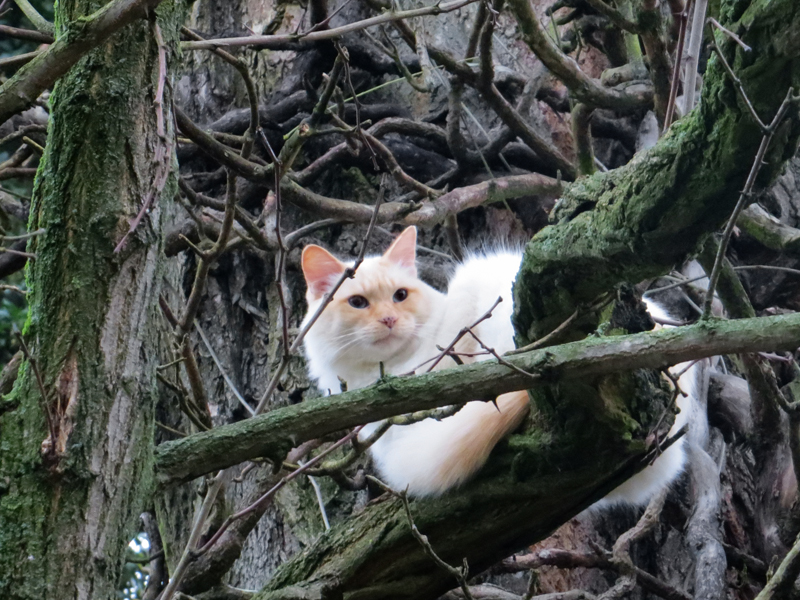 Centi bastelt: Suchbild mit Katze