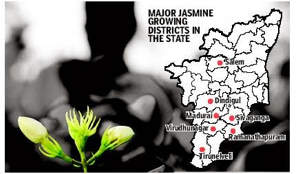 Thangachimadam: Madurai Malli - Seedlings Are Grown from Thangachimadam