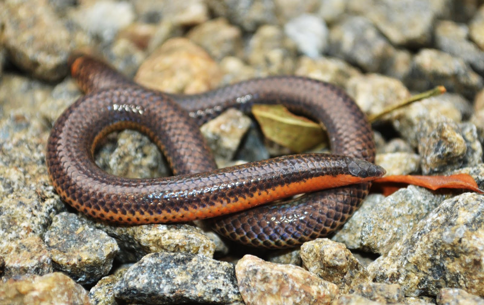 Photography & Me: Shield-Tailed Snake