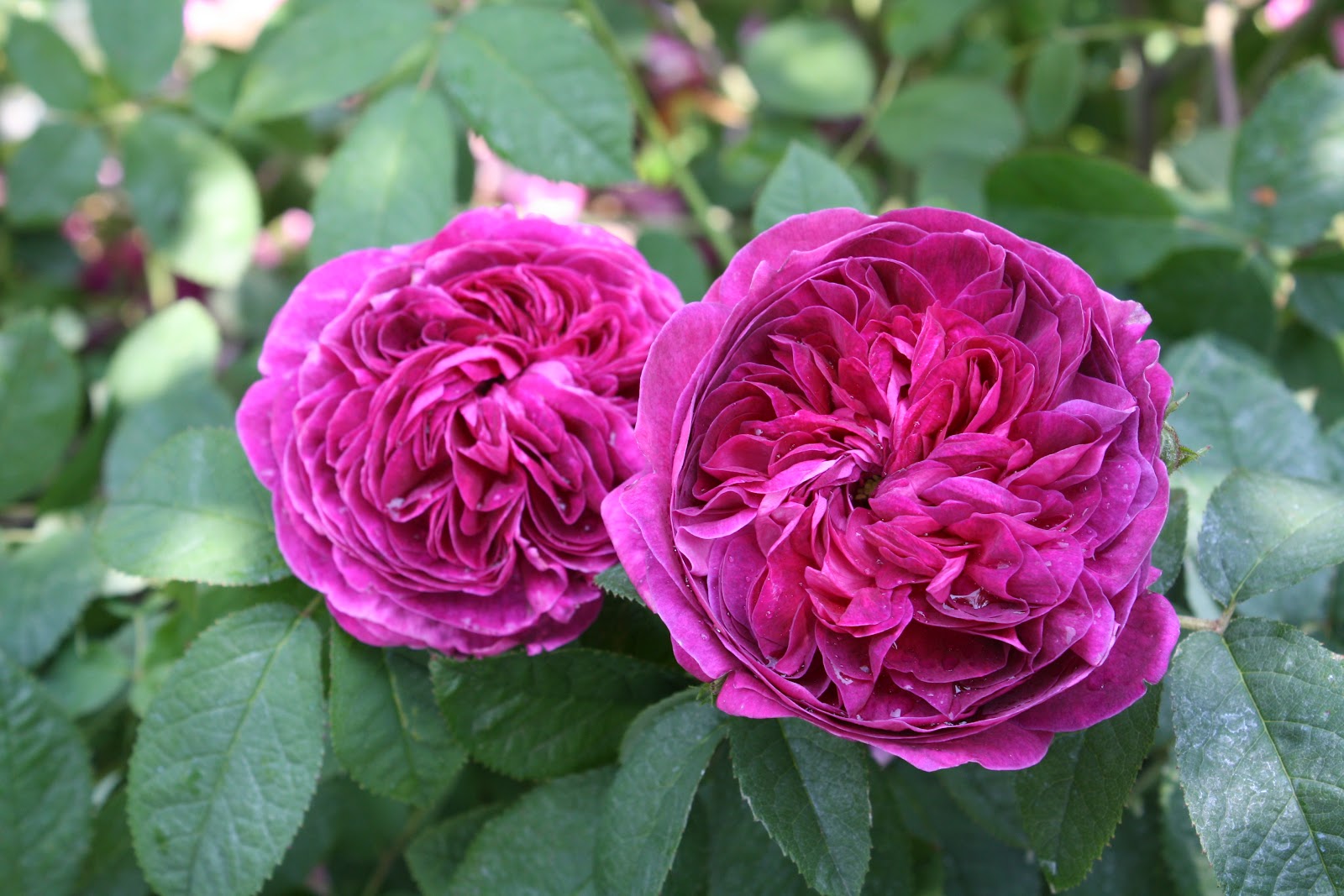 Il piccolo giardino di L.: Il caldo color porpora della rosa Charles de ...