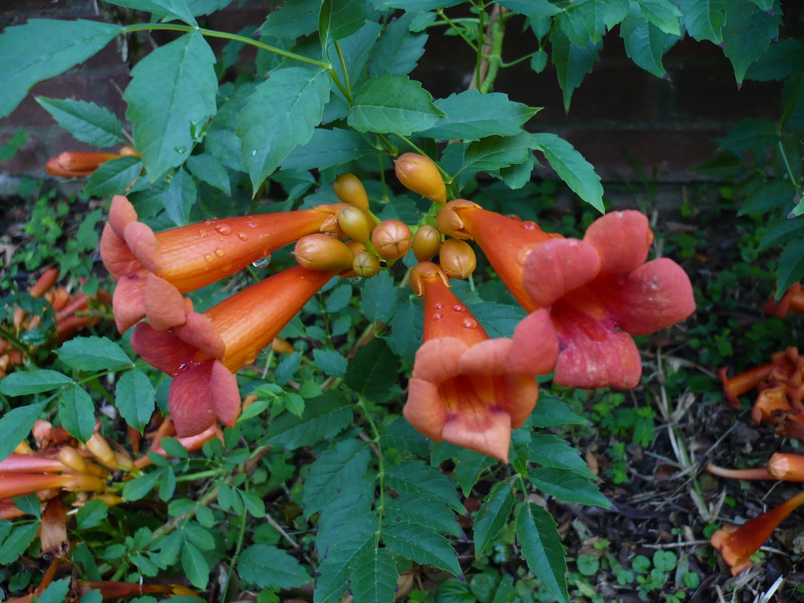 Centenary College Arboretum: Campsis radicans