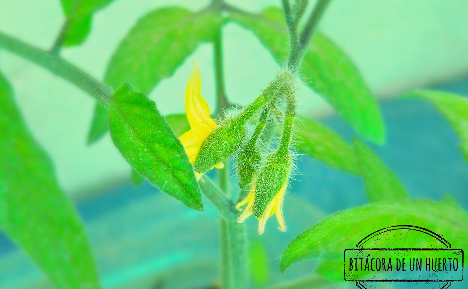 Las hermosas flores de tomate | Bitácora de un huerto