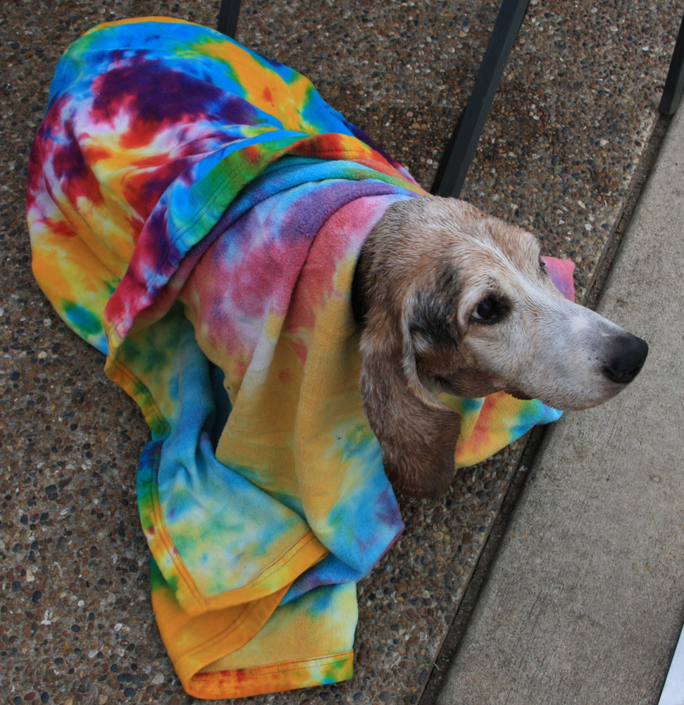 Jake's Takes: Basset Thoughts