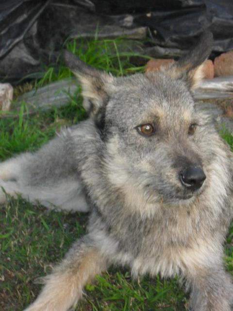 Adoptándonos: Bigote, divino perro barbincho en adopción responsable
