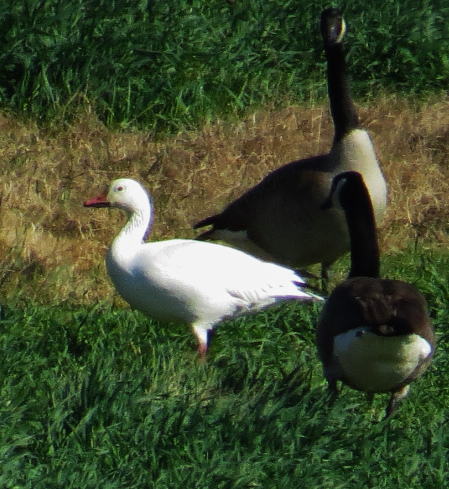 Florida Suncoast Birding: Tallahassee Birding