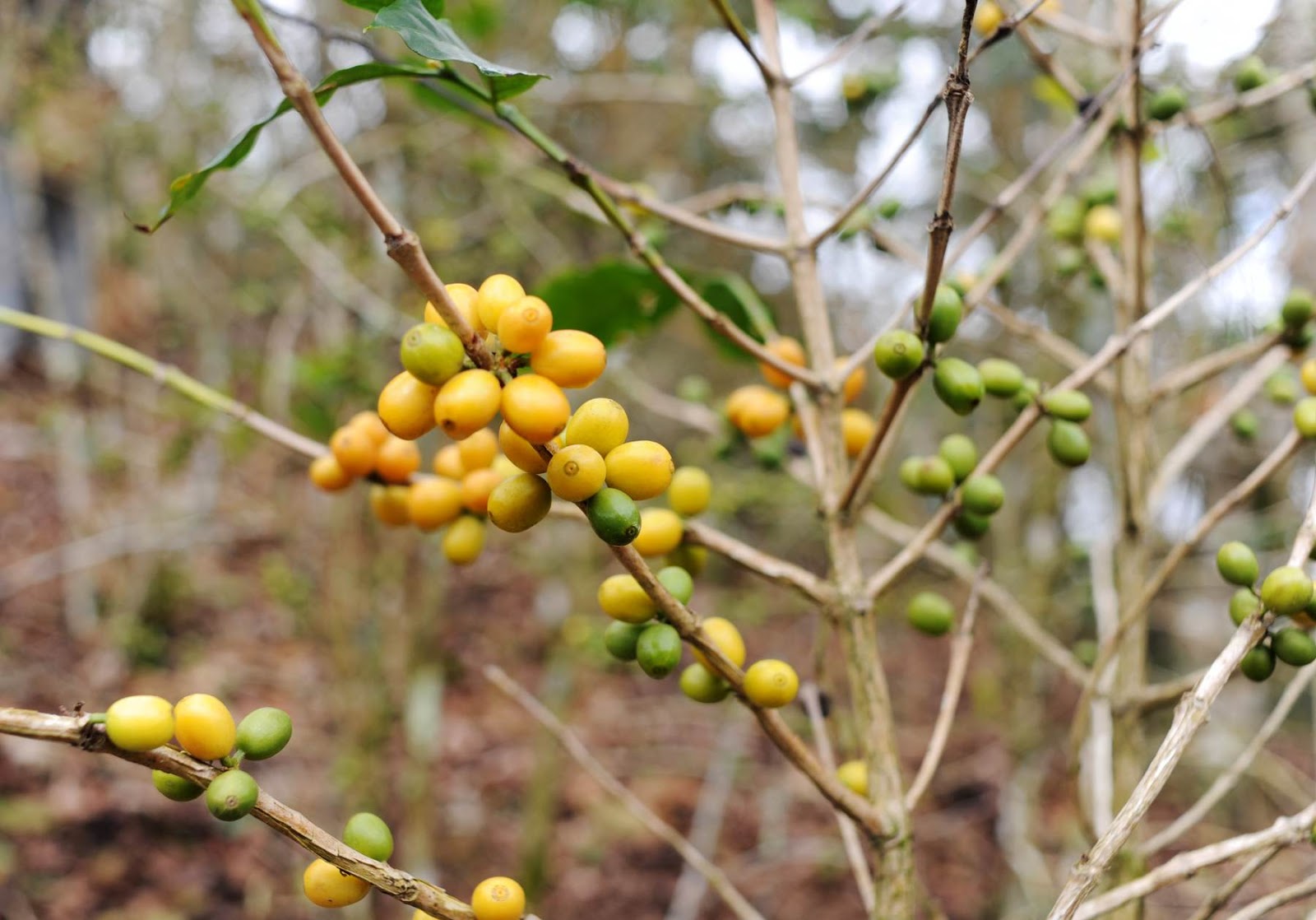 Unión MicroFinanza: Coffee leaf rust damages fields, production