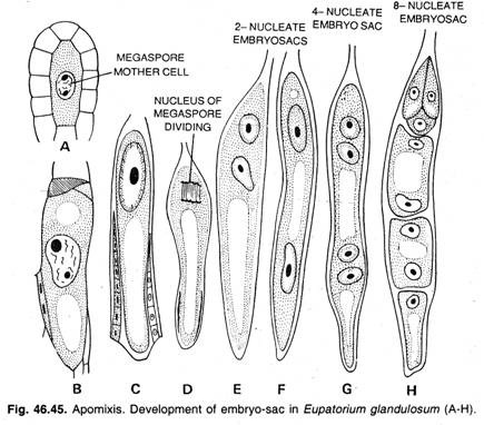 Polyembryony, Apomixis, Embryo Culture