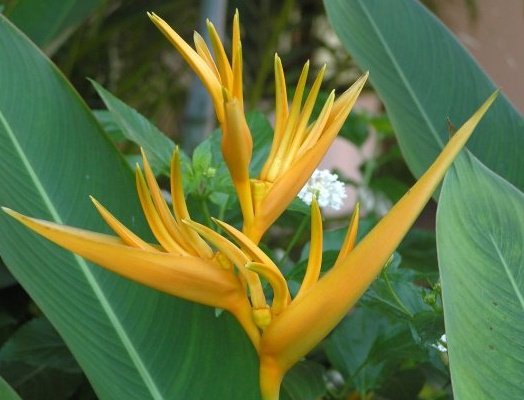 Elgon Pearls - A Ugandan Journey: Ugandan Flowers, Shrubs and Trees