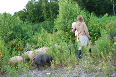 Climbing Tree Farm: Pigs, Glorious Pigs!