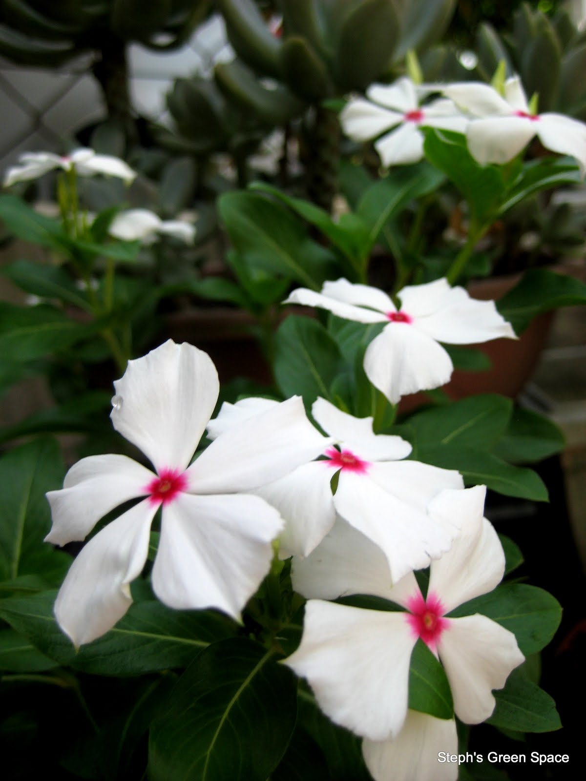 MY PLANT FINDER | Plant Guide: Catharanthus roseus 'Vinca Periwinkle'