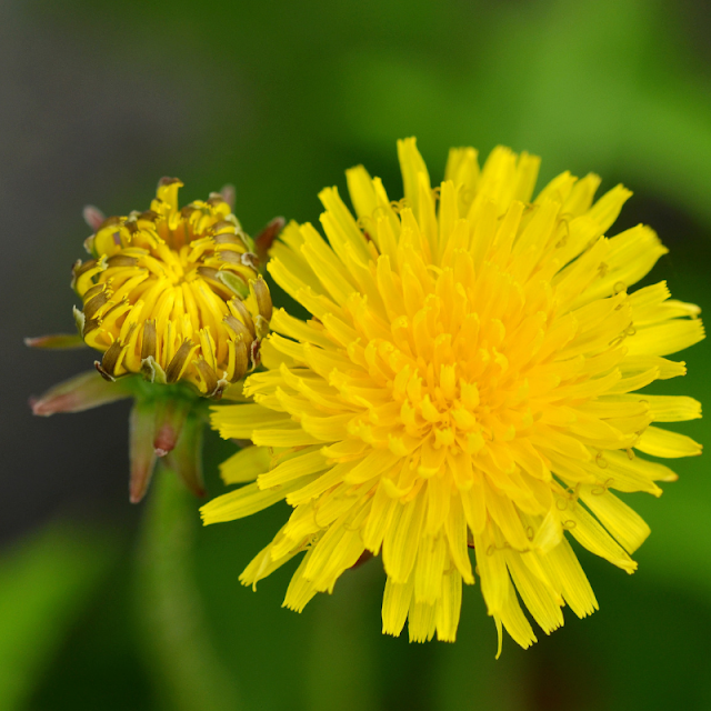 Weed or Not? | SIMPLY SUPPA