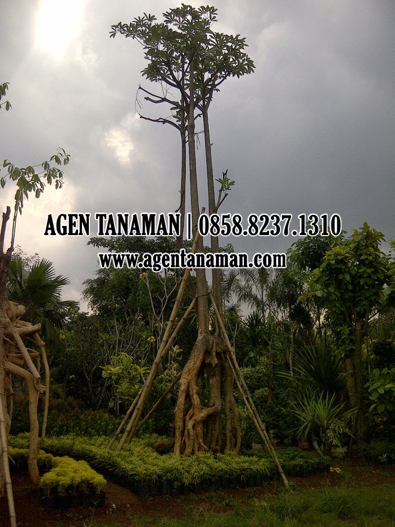 POHON PULAI | BONSAI POHON PULAI | JUAL POHON PELINDUNG ~ AGEN TANAMAN