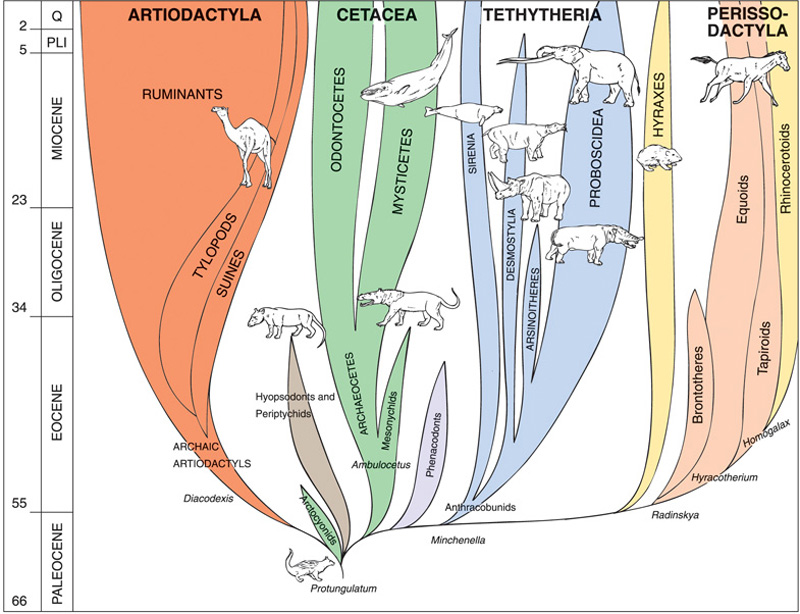 Protungulatum - Alchetron, The Free Social Encyclopedia