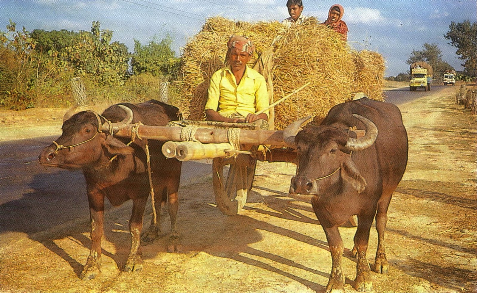 Postcards and Viewcards: Postcard Of Bull Carts Carrying Paddy Crops In ...