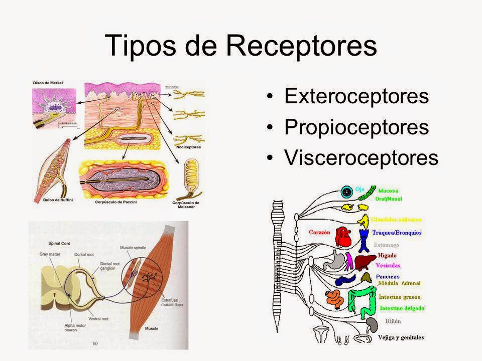 BIOLOGÍA 3º SECUNDARIA: abril 2015