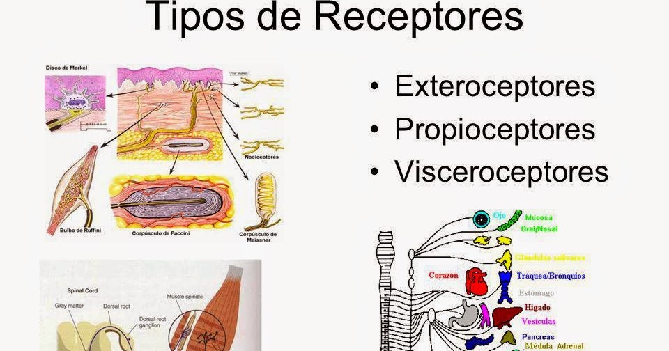 BiologÍa 3º Secundaria Receptores