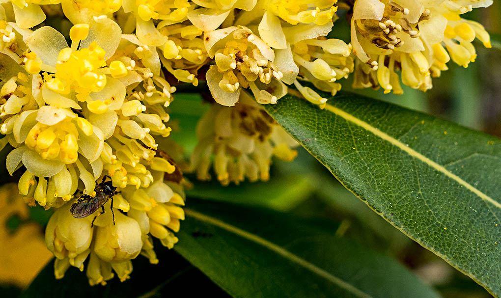 Luz y artes: La flor muy común y poco conocida del laurel