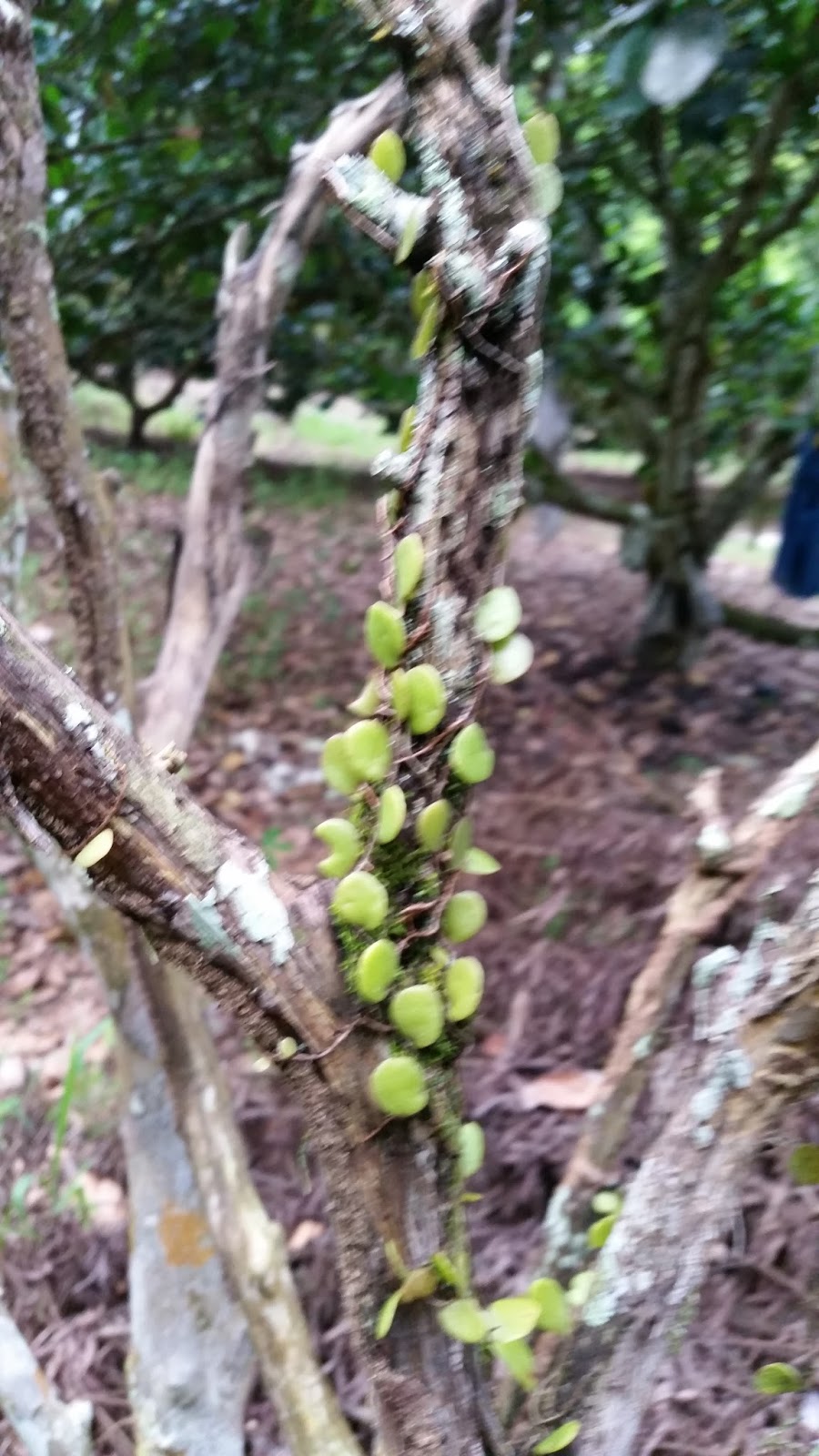 Warisan Petani: Pokok Duit-duit