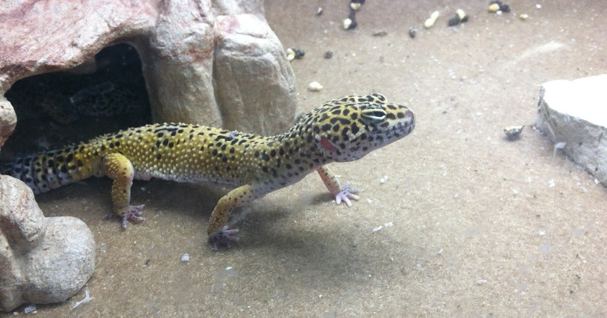 HearMyHands ASL: sign: LIZARD for What's the Sign Wednesday