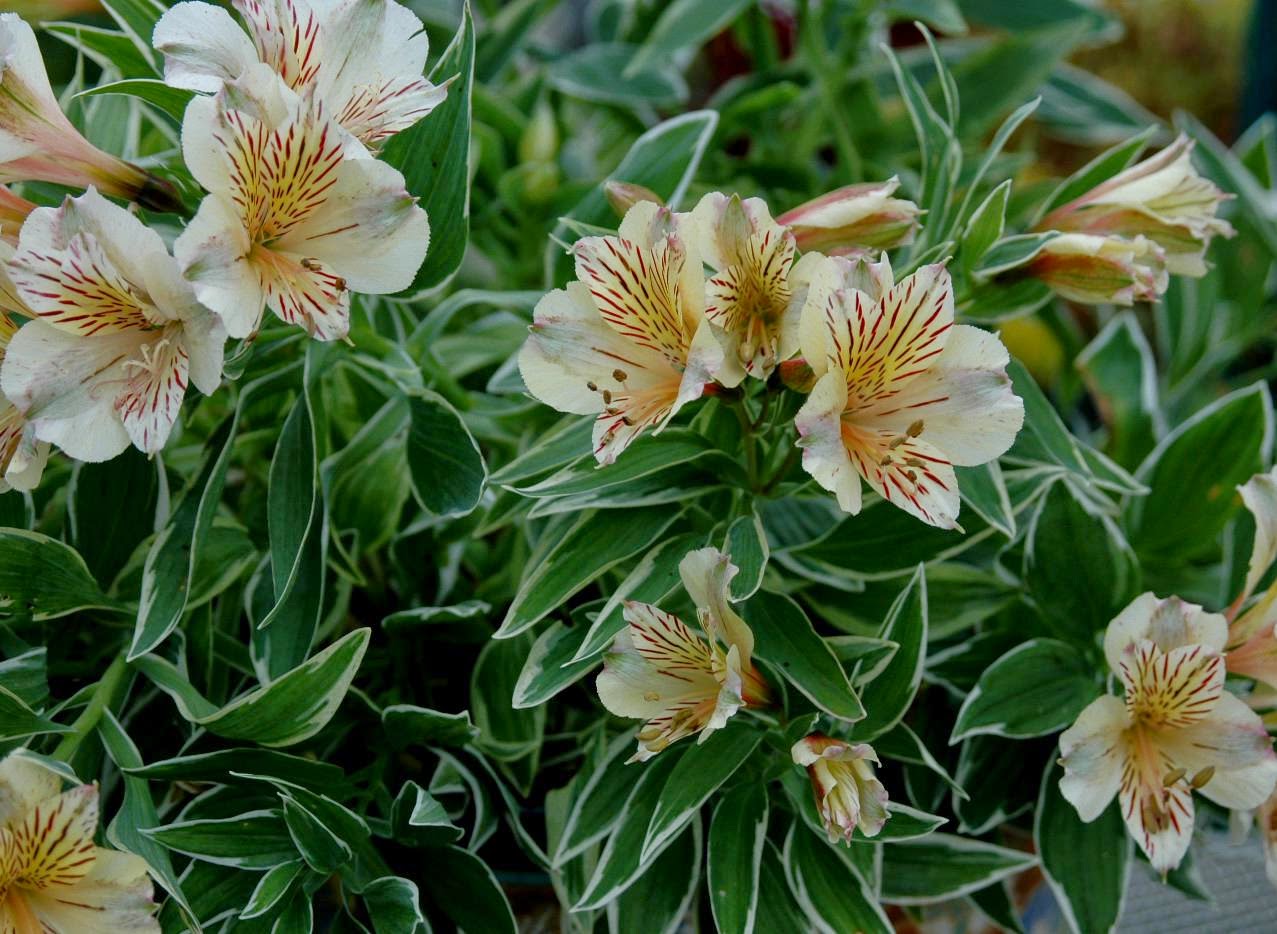 Roche Fleurie Garden: Containers 2014