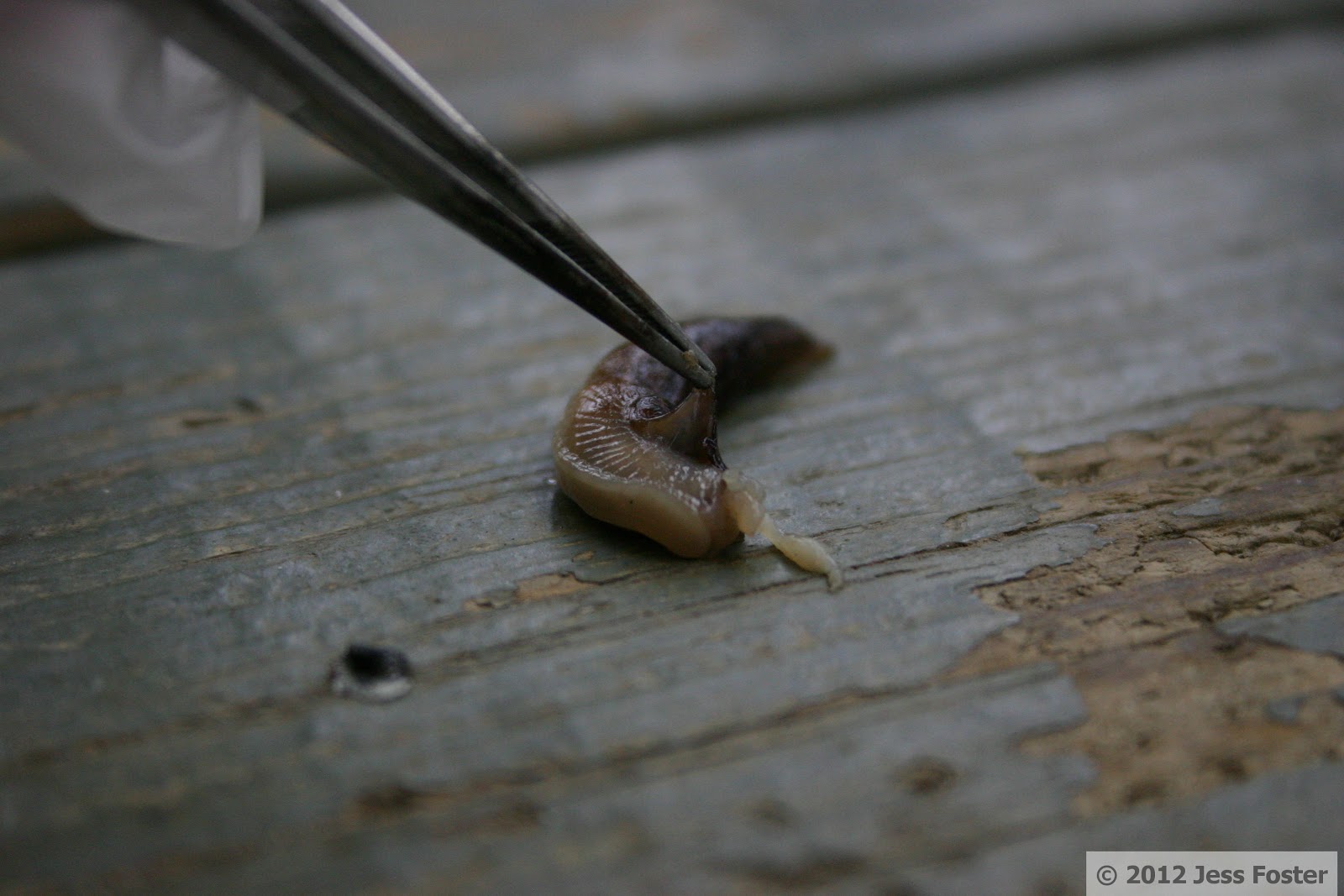 Sluggin' Along: Infected Slugs: Case #5