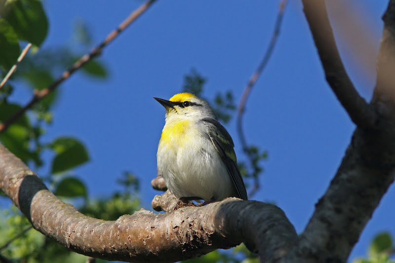 The Pursuit of Warblers: Brewster's Warbler continues and another odd ...