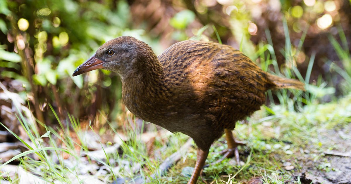 Paying Ready Attention - Photo Gallery: Wild Bird Wednesday 237 - Weka