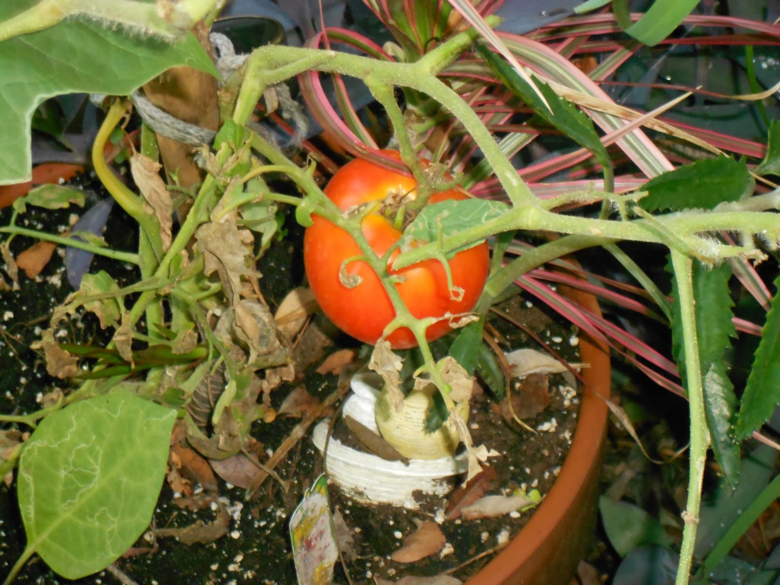 LRC Digital Newsletter: At Season's Peak