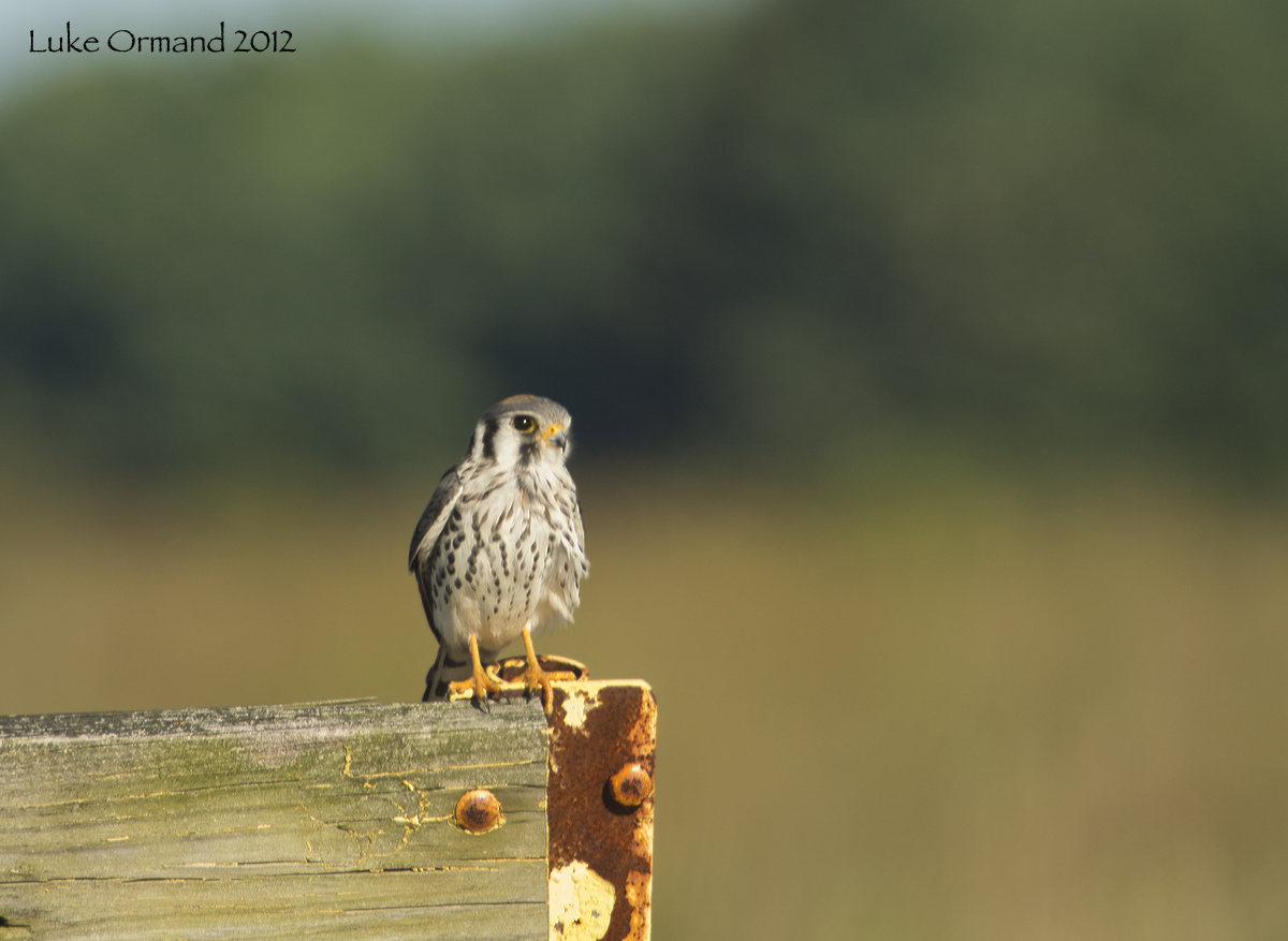 Welcome to. . .: September Birds