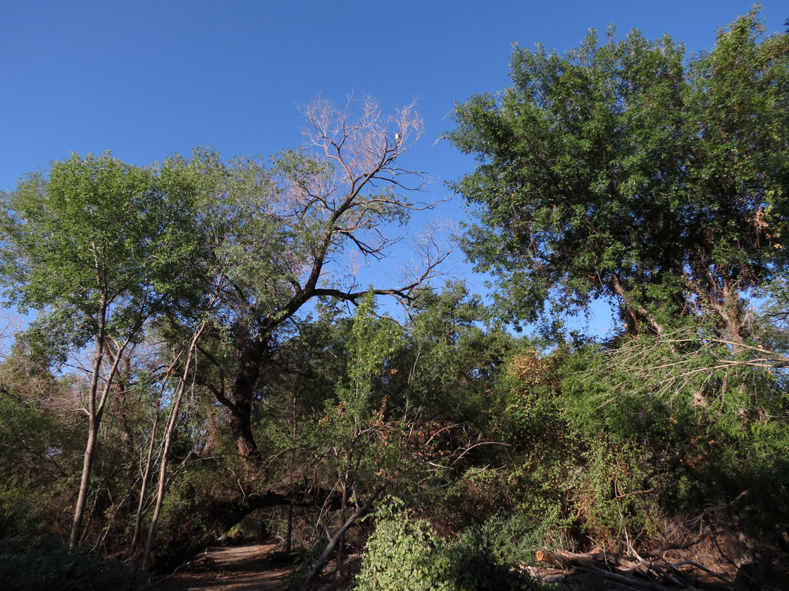 Desert Colors: Nature Walk