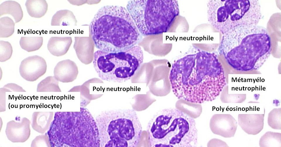 Cytologie - Historique ~ COURS de la pharmacie