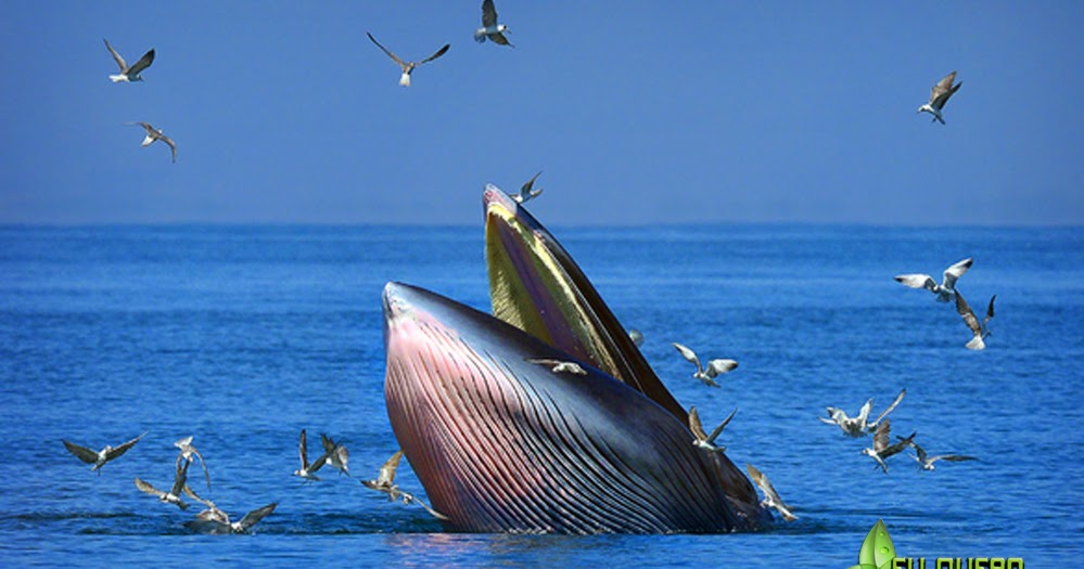 Baleia Fin (Balaenoptera physalus) - Características e estado de ...