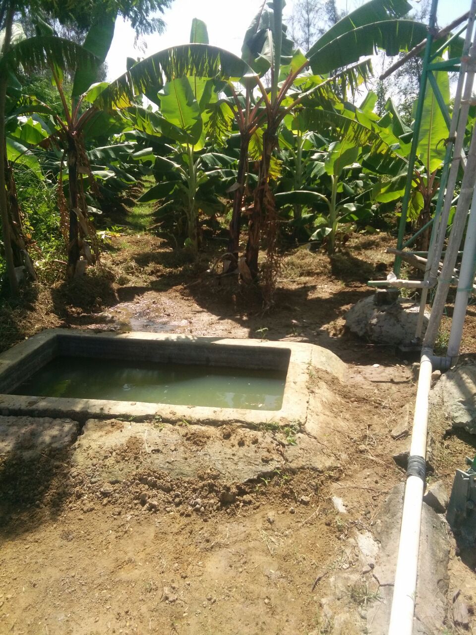 IT to Farming at Nachankulam: Pongal at the Farm in Visuals 2018