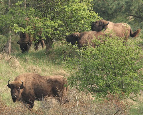 Family Travel Blog : Top 5 Wild Destinations of Lithuania