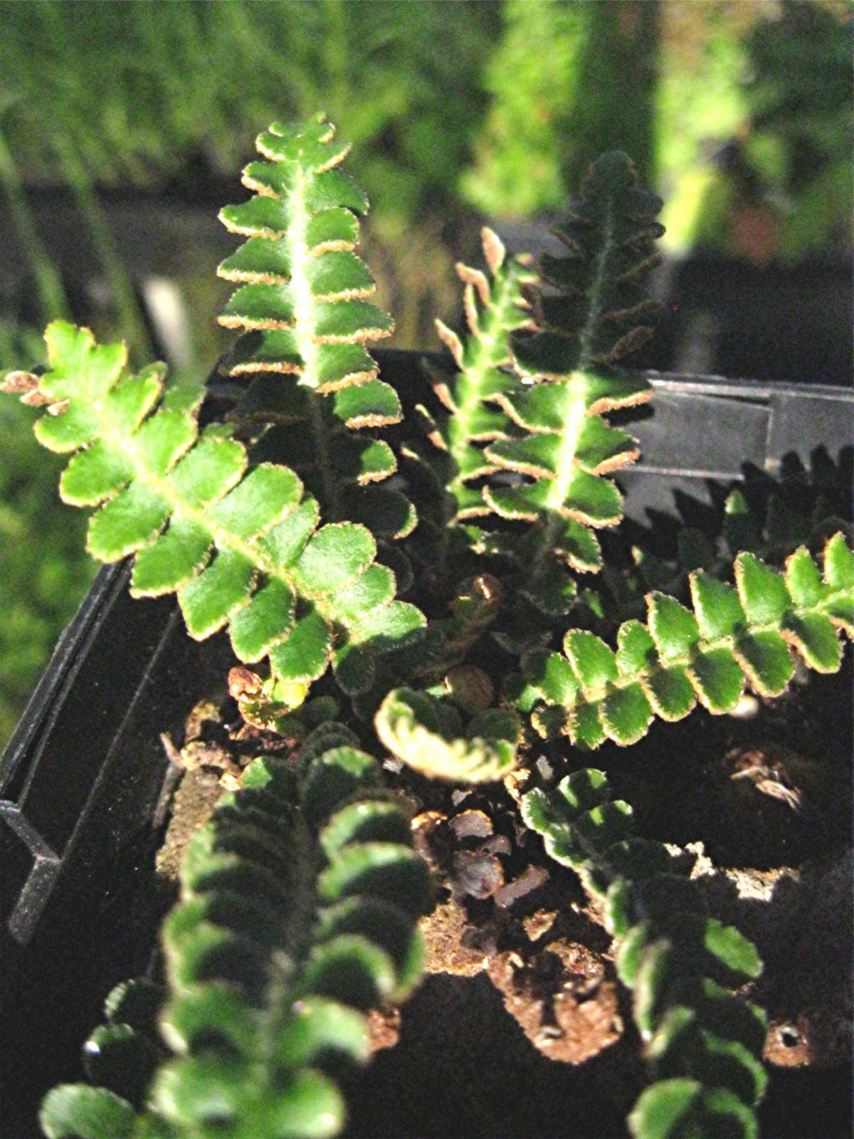 1003 Gardens: Asplenium ceterach, Rustyback Fern