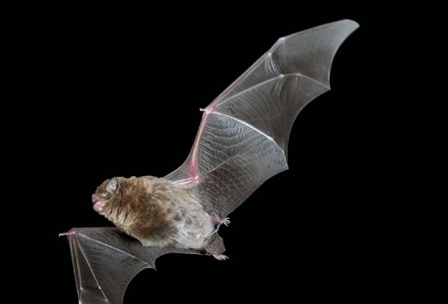 Microchips to save critically endangered microbats