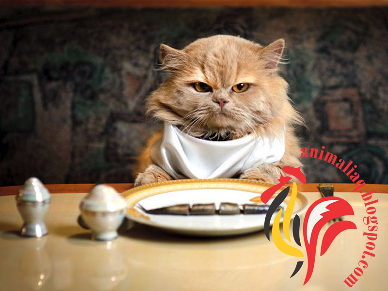 Memilih Makanan Kucing Yang Tepat | Informasi dan Tips Hewan Disekitar Kita