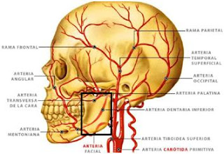 Tutorial Anatomía Cabeza y Cuello: Region maseterina