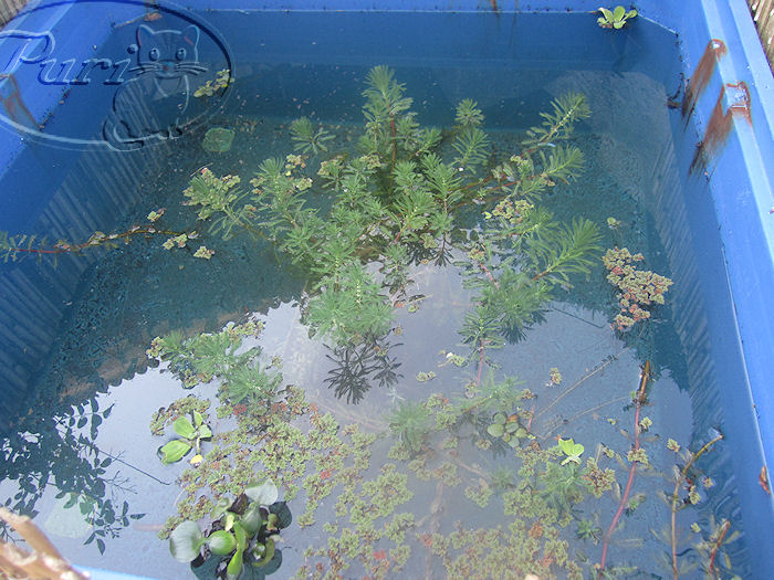 Mi Jardin ...y mi Huerto: Mi Estanque de peces