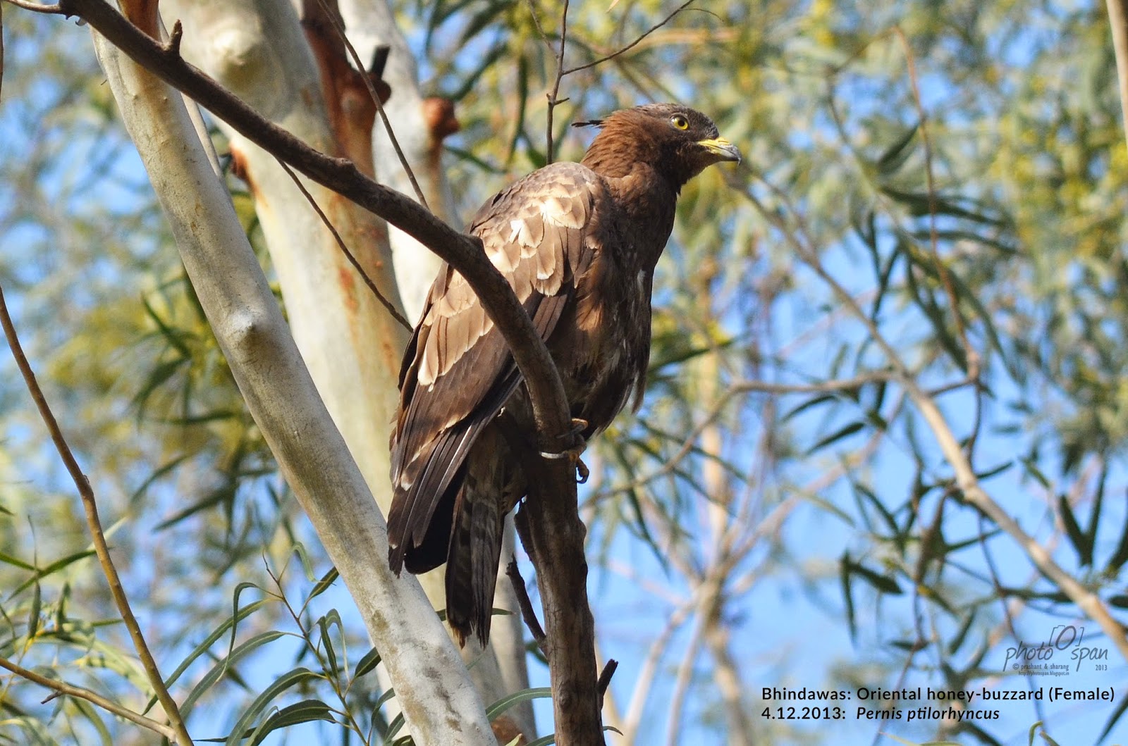Oriental Honey Buzzard (Female) : Pernis ptilorhynchus | Photo Span