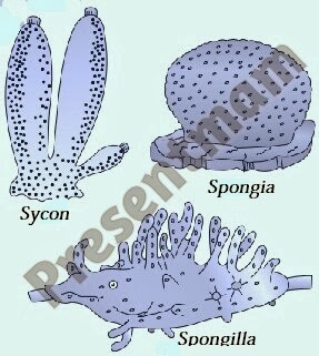 Spongilla Diagram