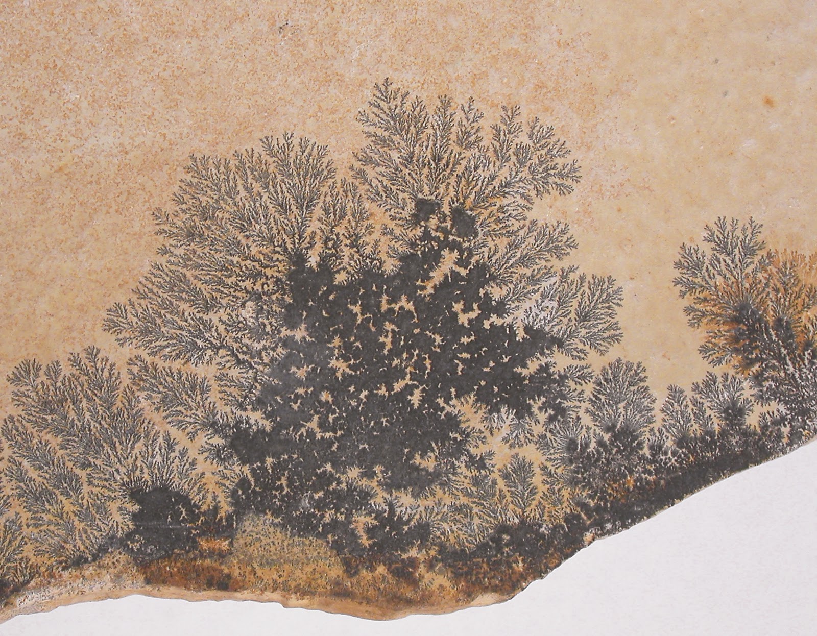 PHOENIX: MOCHA DIFFUSIONS