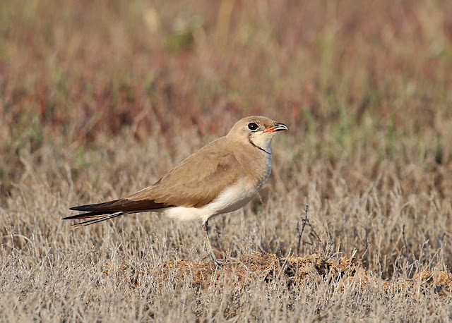 Richard Smith - Birdwatching Days Out: ROMANIA, Sinoe, Constanta, Part ...