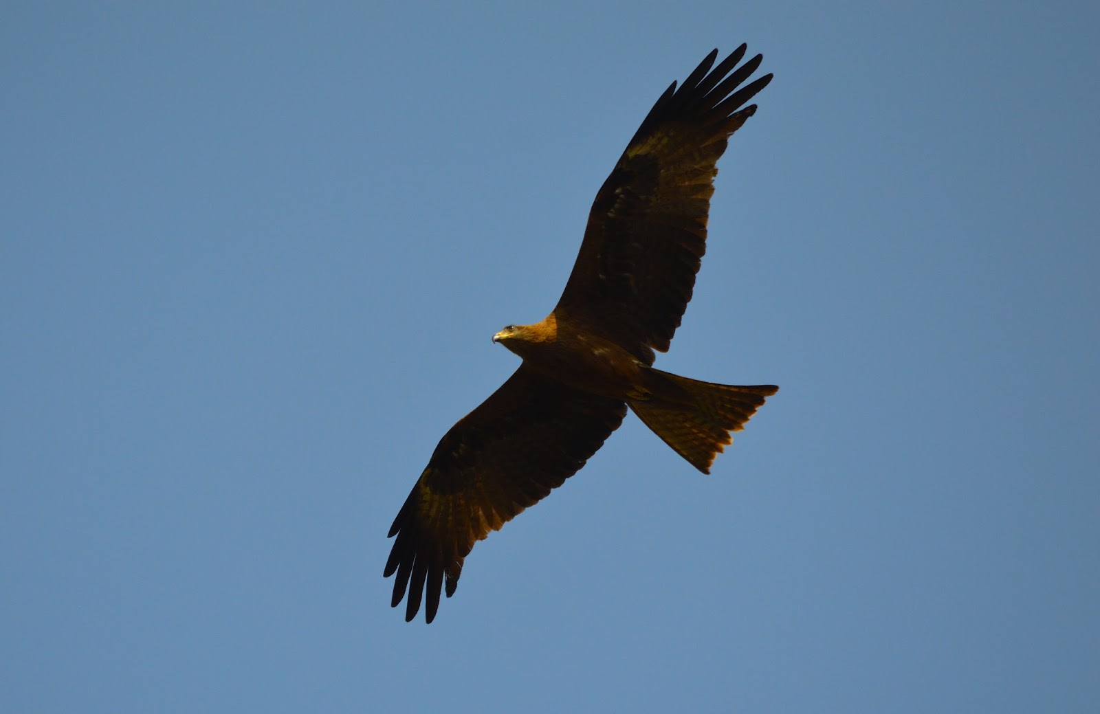 Birds of India: Black Kite : ചക്കിപ്പരുന്ത്