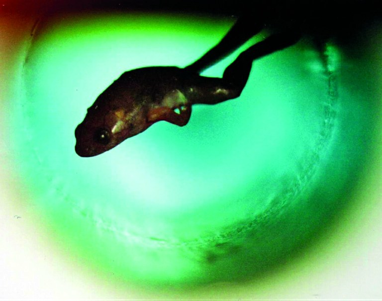 Supercondutividade: Levitação e magnetismo