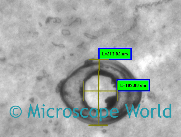 Microscope World Blog Measure With A Microscope