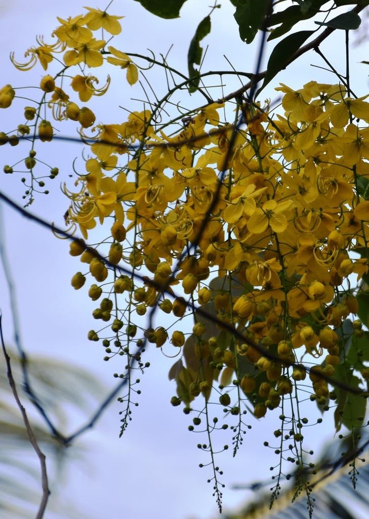 Kumbuk Pokuna Lodge: " Ehala Tree" in bloom - Galdola Godagama